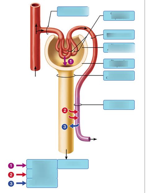 Anatomy Lab Exam 3 Diagram Quizlet
