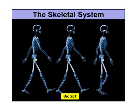 5 Skeletal System Lecture Notes Bio 201 The Skeletal System The