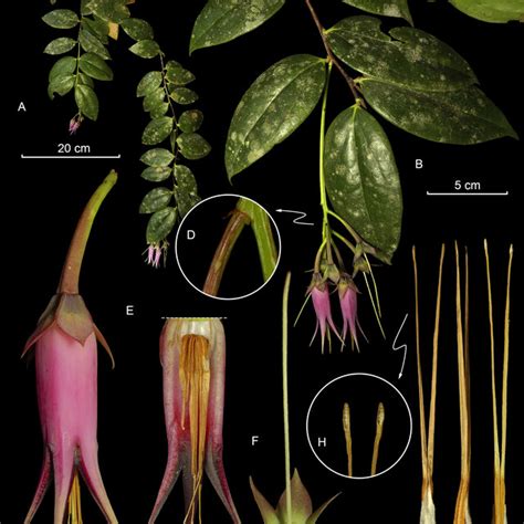 Ceratostema Zamorana A Habit B Branch With Leaves And An
