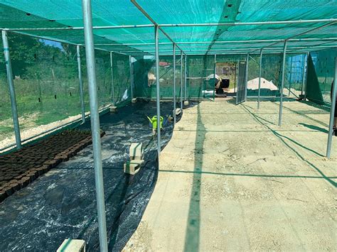 Buy Bulk Kava Wholesale Noble Kava Kava Farm