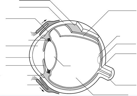 Lo11 Eye Terminology Biol 100 Diagram Quizlet