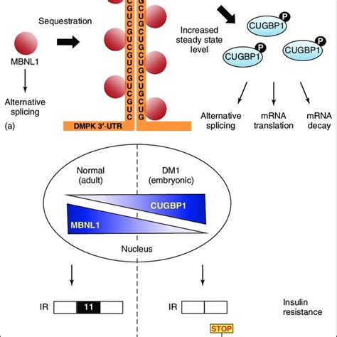 Triplet Repeat Expansion Alters Mrna Messenger Ribonucleic Acid Download Scientific Diagram