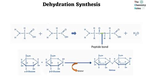 Dehydration Synthesis Types Examples Importance