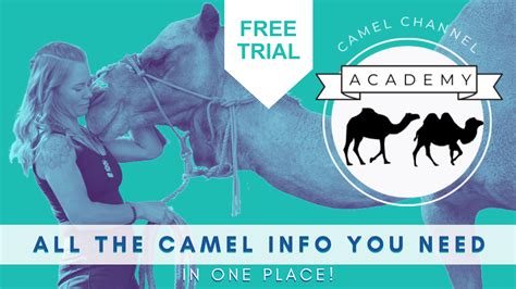 3 Camel Feeding Rules To Follow For Domesticated Camels