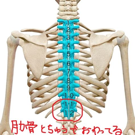 背骨は場所によって役割が変わります。まさに適材適所！～胸椎編～ 南千里鍼灸整骨院 公式ブログ