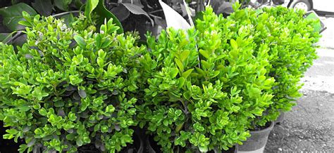 Pin On Landscaping