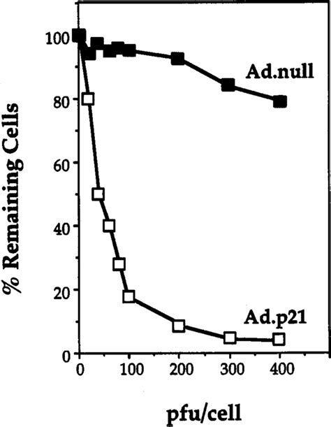 functional role of p21 during the cellular response to stress pmc