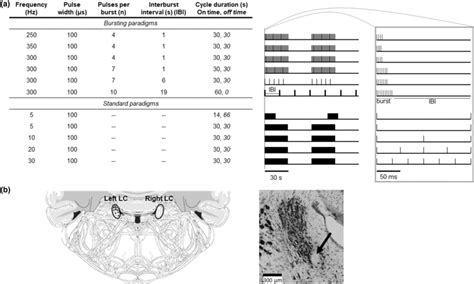 experimental design table detailing all vns paradigms tested a