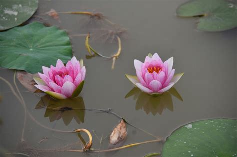 수련 꽃 꽃잎 Pixabay의 무료 사진 Pixabay 수련 꽃 꽃잎 Pixabay의 무료 사진 Pixabay