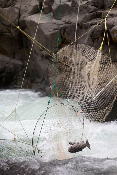 Free Picture Native American Gill Netting
