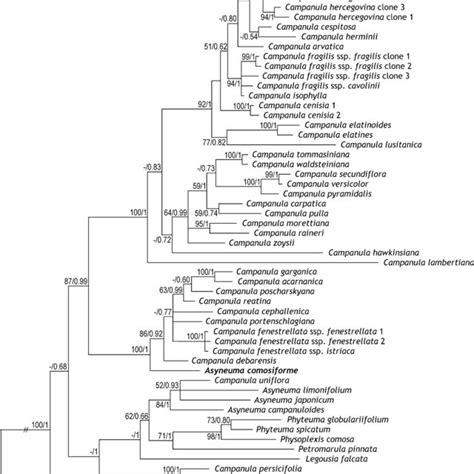 Bayesian Consensus Phylogram Obtained With Mrbayes Of The Its Data