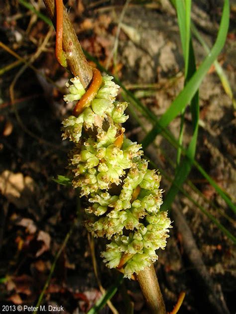 Cuscuta Cephalanthi Buttonbush Dodder Minnesota Wildflowers