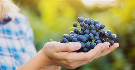 클로즈업 체크 셔츠를 입은 알아볼 수 없는 젊은 여성의 손이 푸른 포도 다발을 들고 있다 사진 Unsplash의 음식 이미지