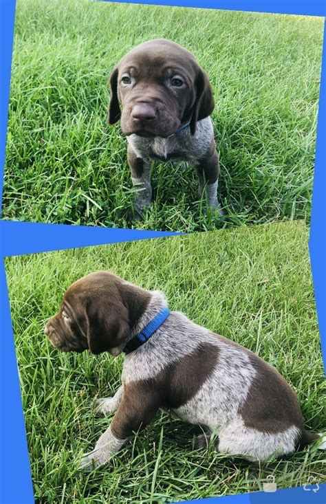 German Shorthaired Pointer For Sale In South Dakota 1
