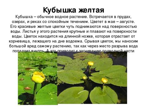 Кубышка жёлтая - nuphar lutea - описание таксона - плантариум