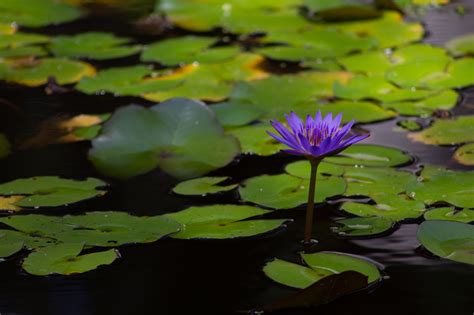 Lilly Pad Water Pond Free Photo On Pixabay Pixabay