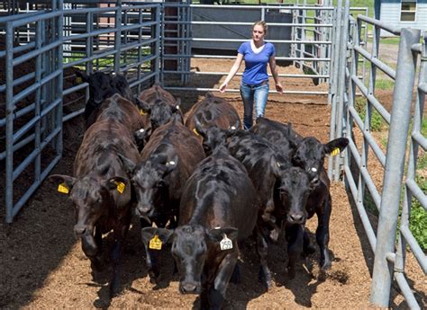 What Are The Long Term Impacts Of Estrus Synchronization And Artificial Insemination Drovers