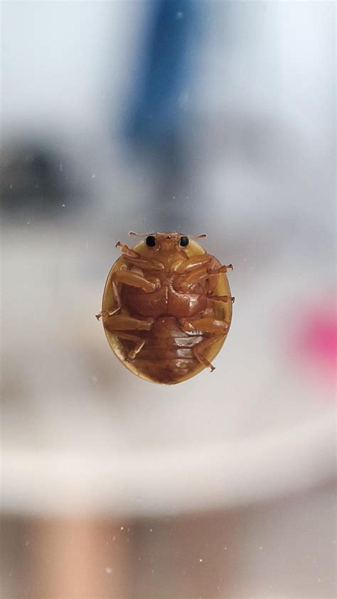 The Underside Of A Ladybug R Mildlyinteresting