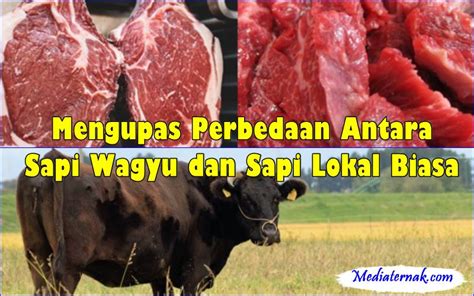 Mengupas Perbedaan Antara Sapi Wagyu Dan Sapi Lokal Biasa Mediaternak Com