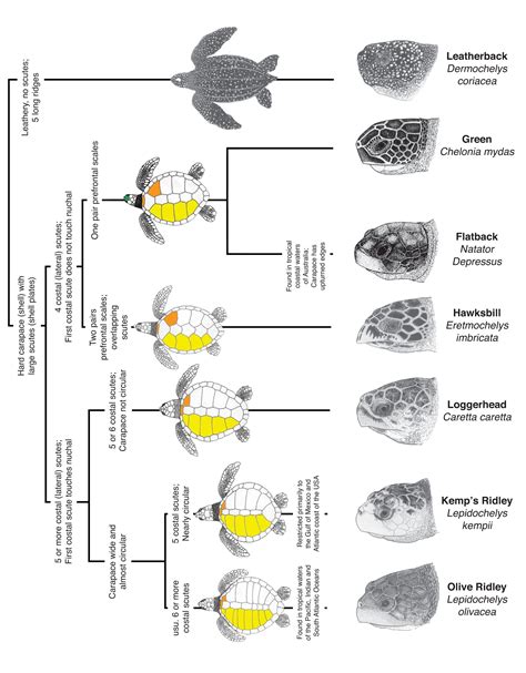 Green Sea Turtle Classification