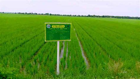 ပွင့်ဖြူမြို့နယ်၌ ကိုဗစ် ၁၉ ရောဂါ စီးပွားရေးကုစားမှုcerpအစီအစဉ်ဖြင့