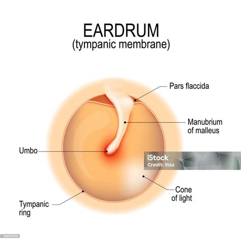 Anatomy Of The Eardrum Stock Illustration Download Image Now Ear
