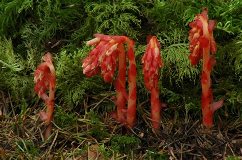 In Search Of Saprophytes