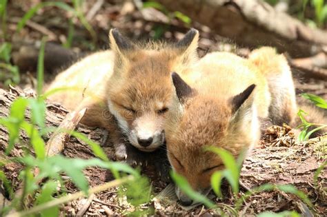 Adorable Ezo Red Fox Kits Resting In The Wild Hokkaido Japan Stock