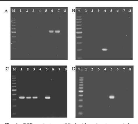 Figure 1 From Development Of Polymerase Chain Reaction And Multiplex Polymerase Chain Reaction