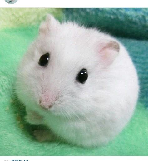 Hamming Out Aww Chichis Animales Animales Lindos Hamsters
