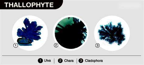Thallophyta Characteristics Division And Examples
