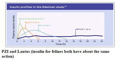 Diabetes Insulin Dosage Chart For Dogs