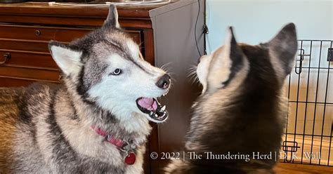Playing Quietly The Thundering Herd