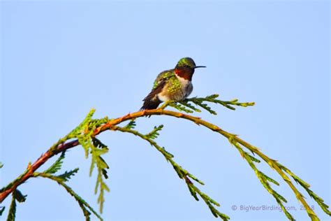 Ruby Throated Hummingbird Big Year Birding