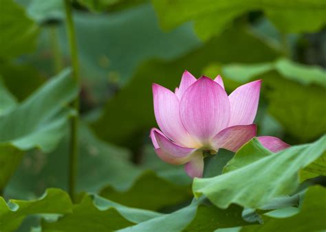 로터스 꽃 핑크 Pixabay의 무료 사진 Pixabay