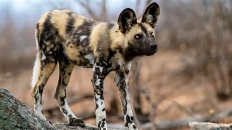 African Wild Dog Fact Sheet Blog Nature Pbs