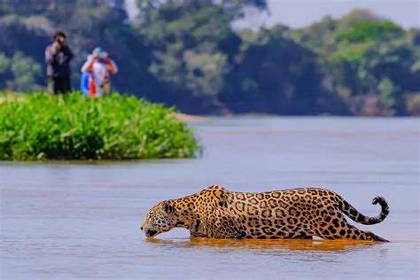 Pantanal Brazil