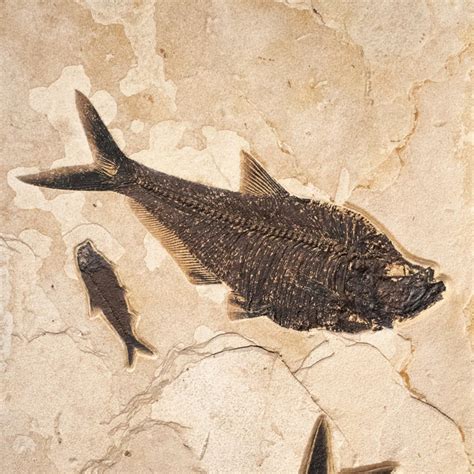 50 Million Year Old Eocene Era Fossil Fish Mural In Stone From Wyoming