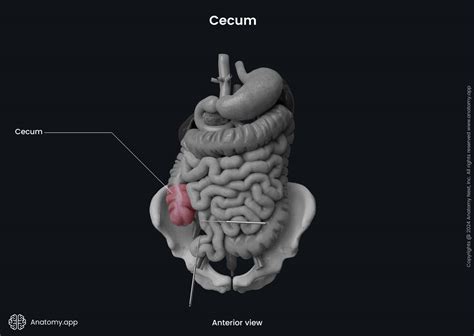 Cecum Anatomyapp