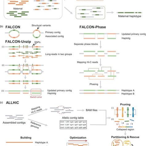 Estimation Of Switch Errors In Published Haplotype Resolved Genome Download Scientific Diagram