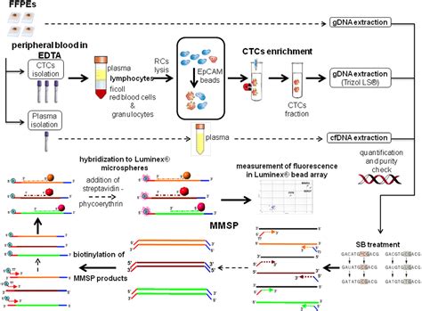 Figure 2 From Development And Validation Of A Multiplex Methylation