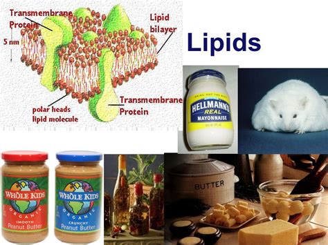 Wax Lipids Examples At Nicholas Corral Blog