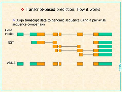 Ppt Gene Prediction And Annotation Techniques Basics Powerpoint Presentation Id 152269
