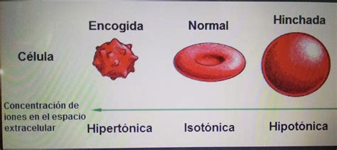 Los Eritrocitos Tambien Llamados Globulos Sanguineos O Globulos Rojos Se Producen En La Medula