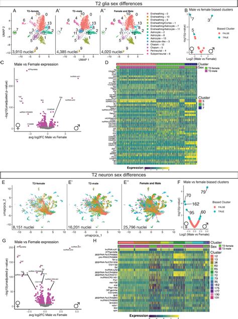 Single Nuclei Rna Sequencing Of Adult Brain Neurons Derived From Type 2
