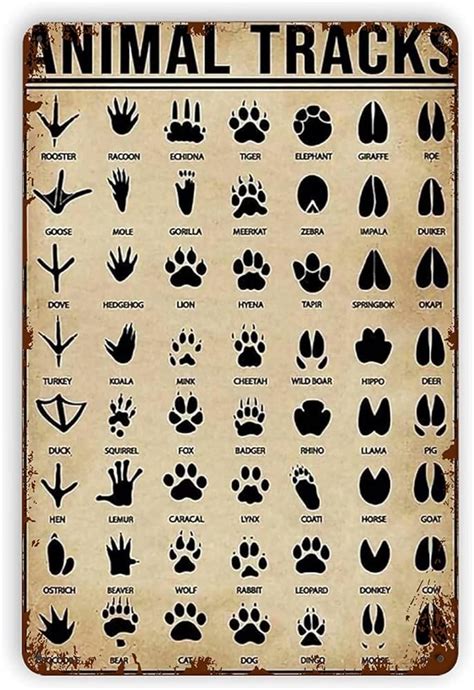 Turtle Footprint
