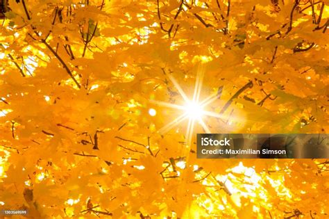 노란 단풍 나무 꼭대기를 통해 밝게 빛나는 태양은 태양 플레어와 태양 버스트 아름다운 가을 배경 복사 공간을 노란색 잎 위에 8월에 대한 스톡 사진 및 기타 이미지 Istock