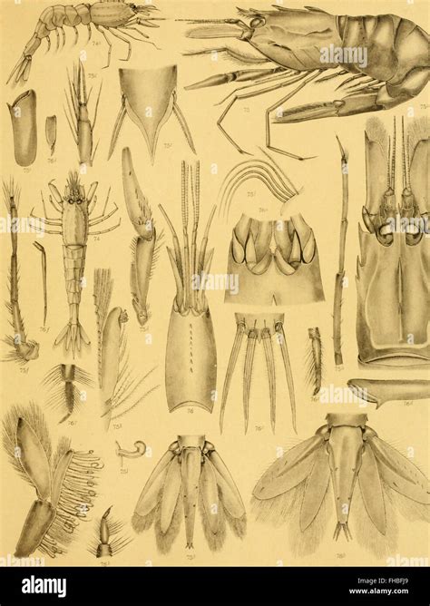 A Scientific Study On The Decapod Crustaceans Discovered During The