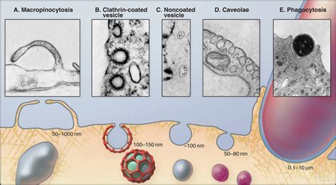 Endocytosis And The Endosomal Membrane System Basicmedical Key