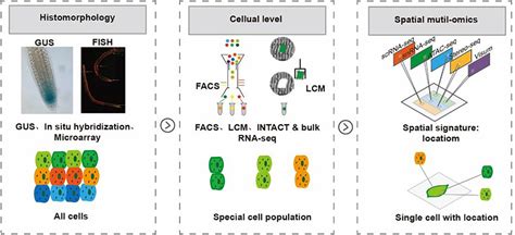 Spatial Transcriptomics Drives A New Era In Plant Research Yin 2023 The Plant Journal